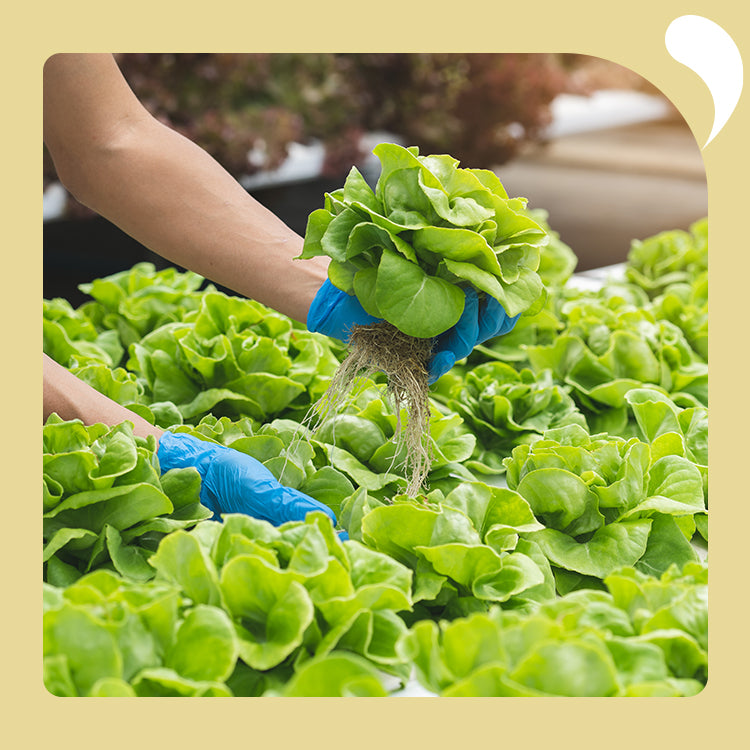 5 Tasty Spring Vegetables for an Early Garden – Comfee’